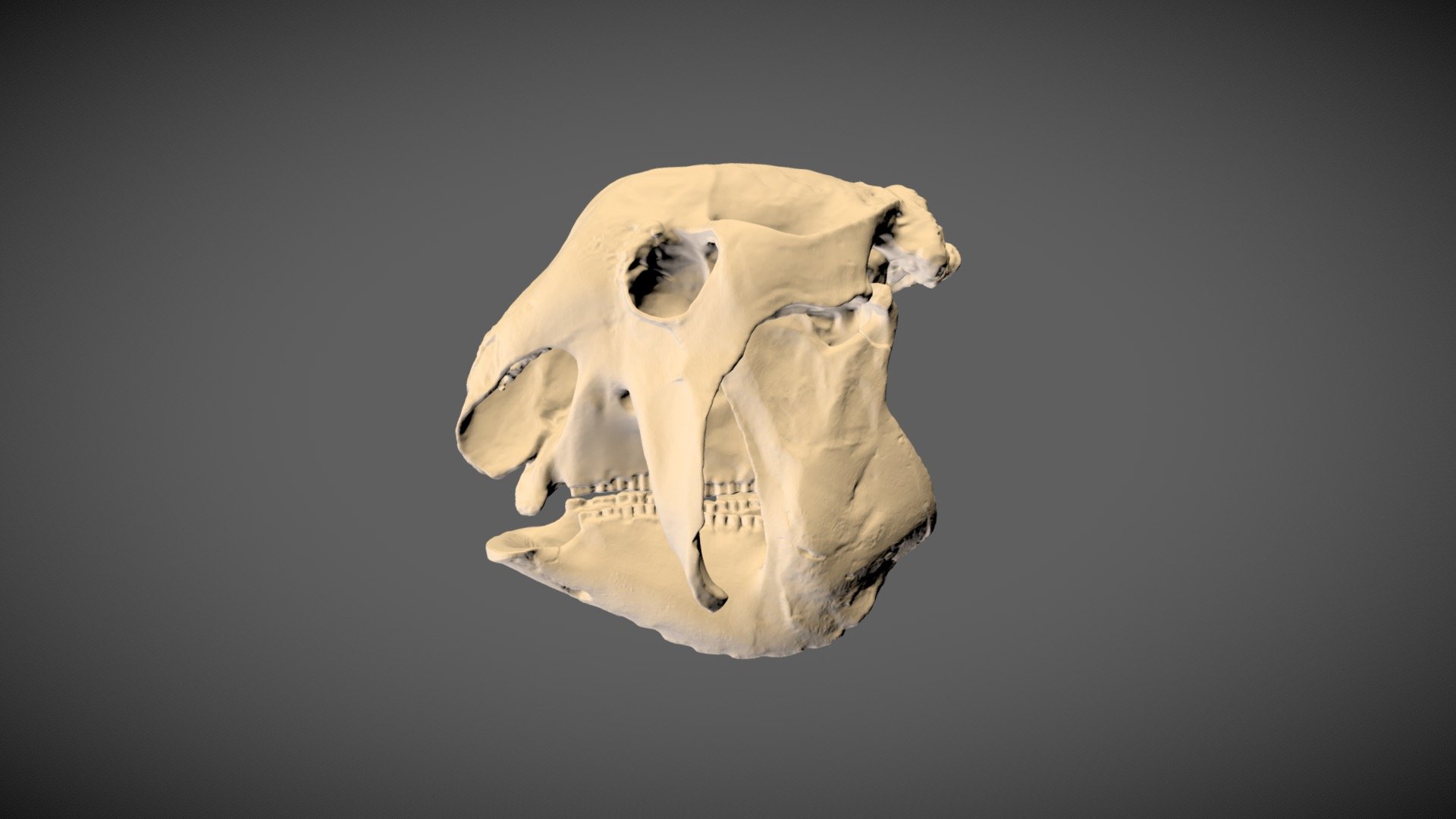 The armoured extinct mammal Panochthus - Download Free 3D model by ...