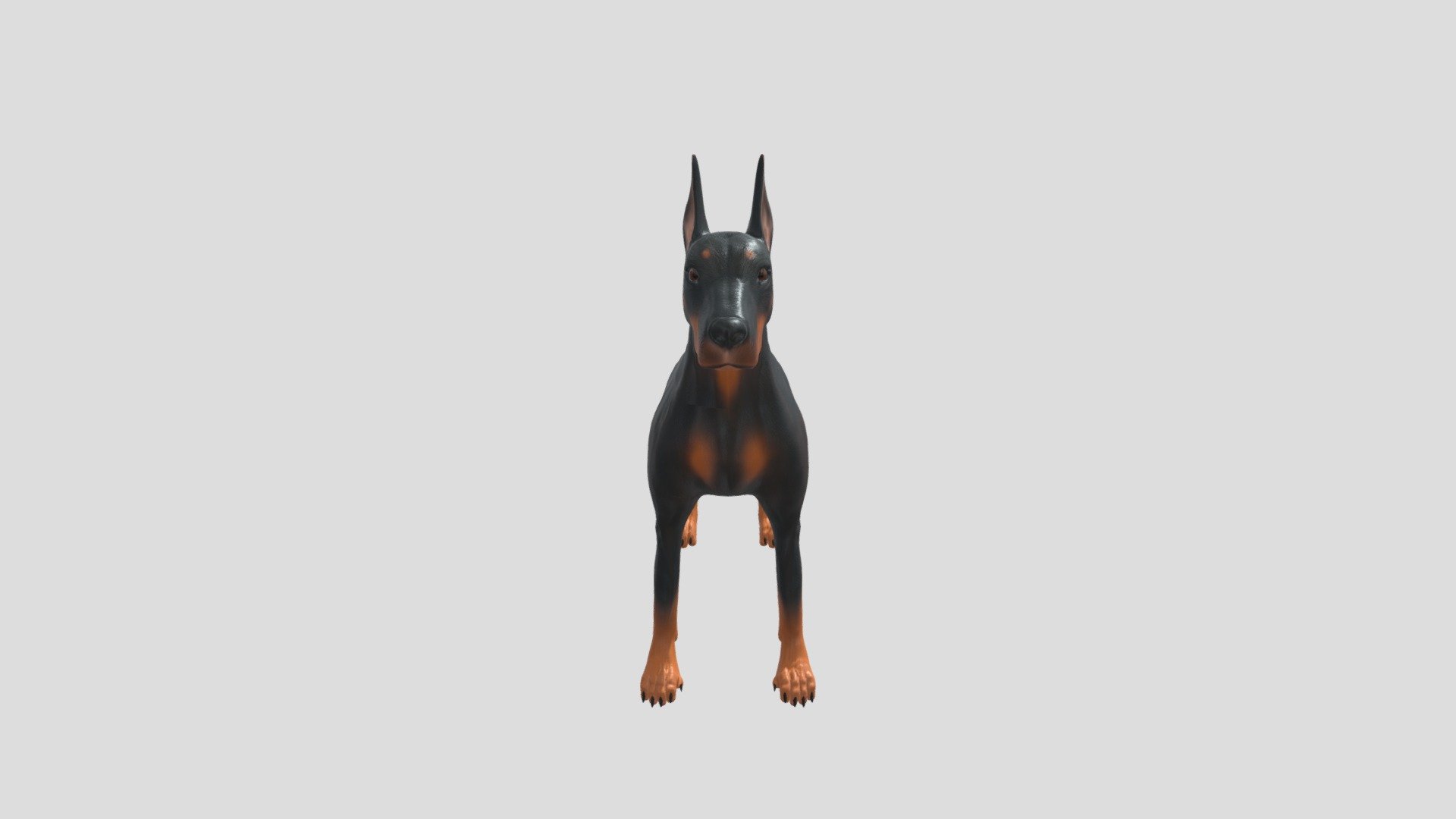 Doberman - 3D model by eudypteschrysocome1997 [c36222b] - Sketchfab