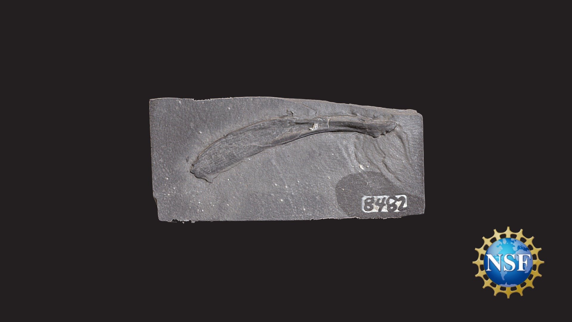 CMNH 8482 Micro Arthrodire Infragnathal - 3D model by Cleveland Museum ...