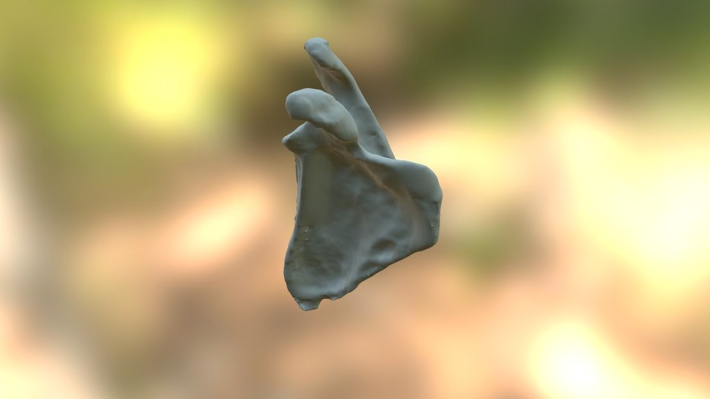 UWF5 Right Scapula - Download Free 3D model by Mariana Z (@mzechini ...