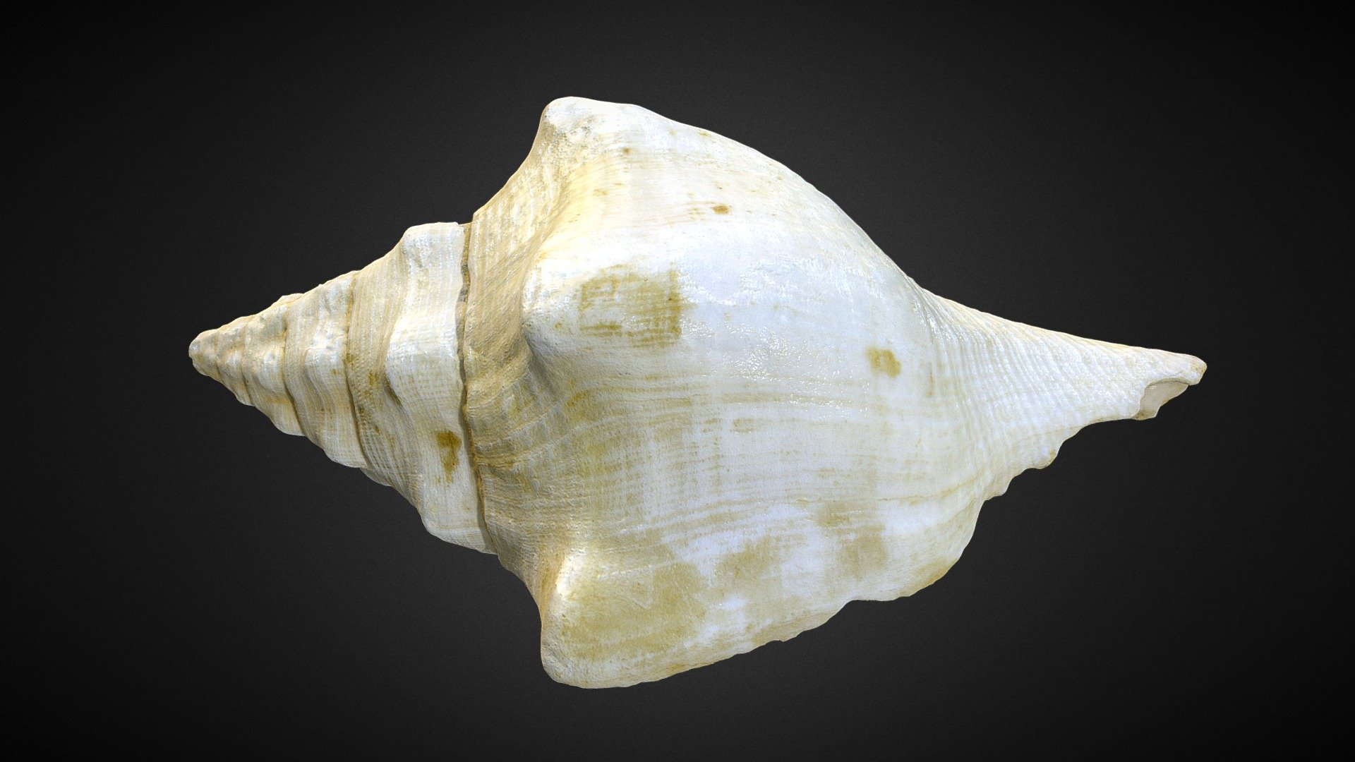 Seashell - 3D model by Nautilusdvs [c37076e] - Sketchfab