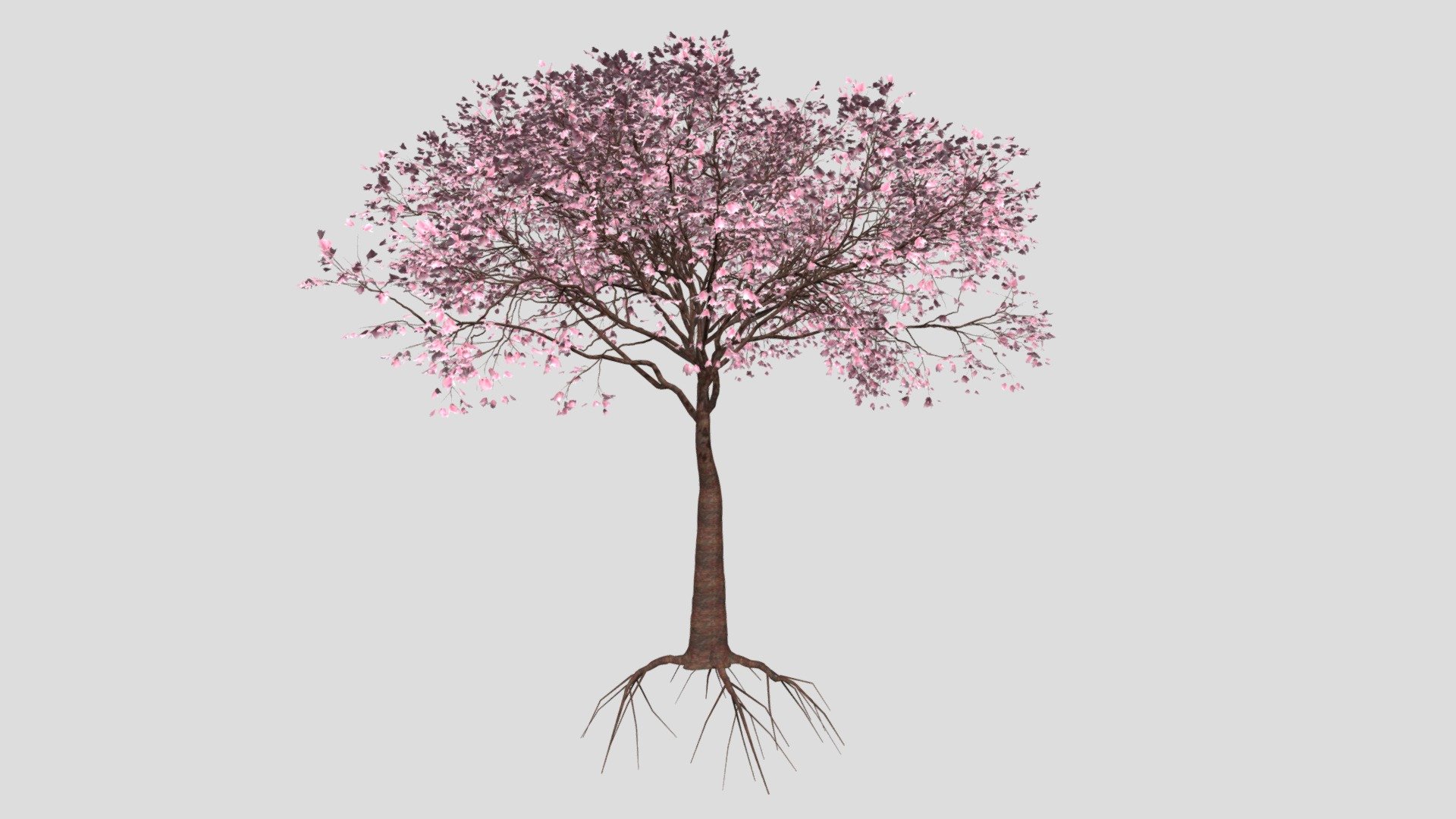 cherry tree flowering C - Buy Royalty Free 3D model by Gobotree-3D ...