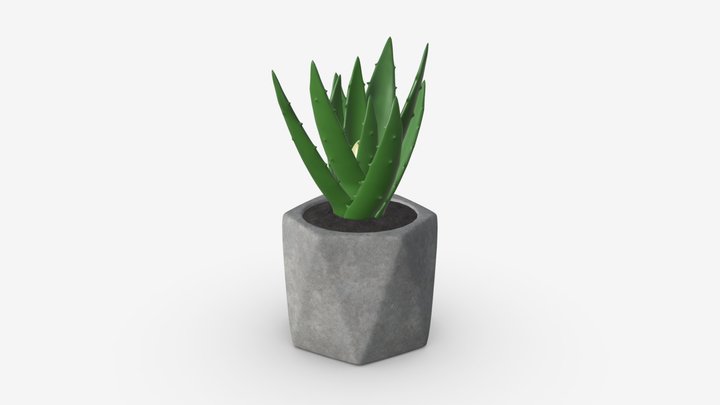 Succulent 3D models - Sketchfab