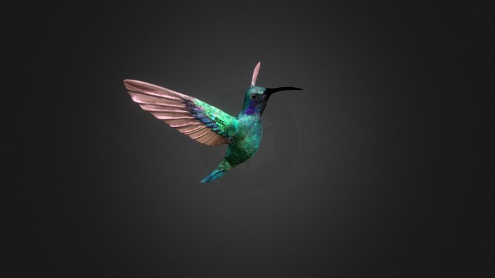 Humming-bird 3D models - Sketchfab