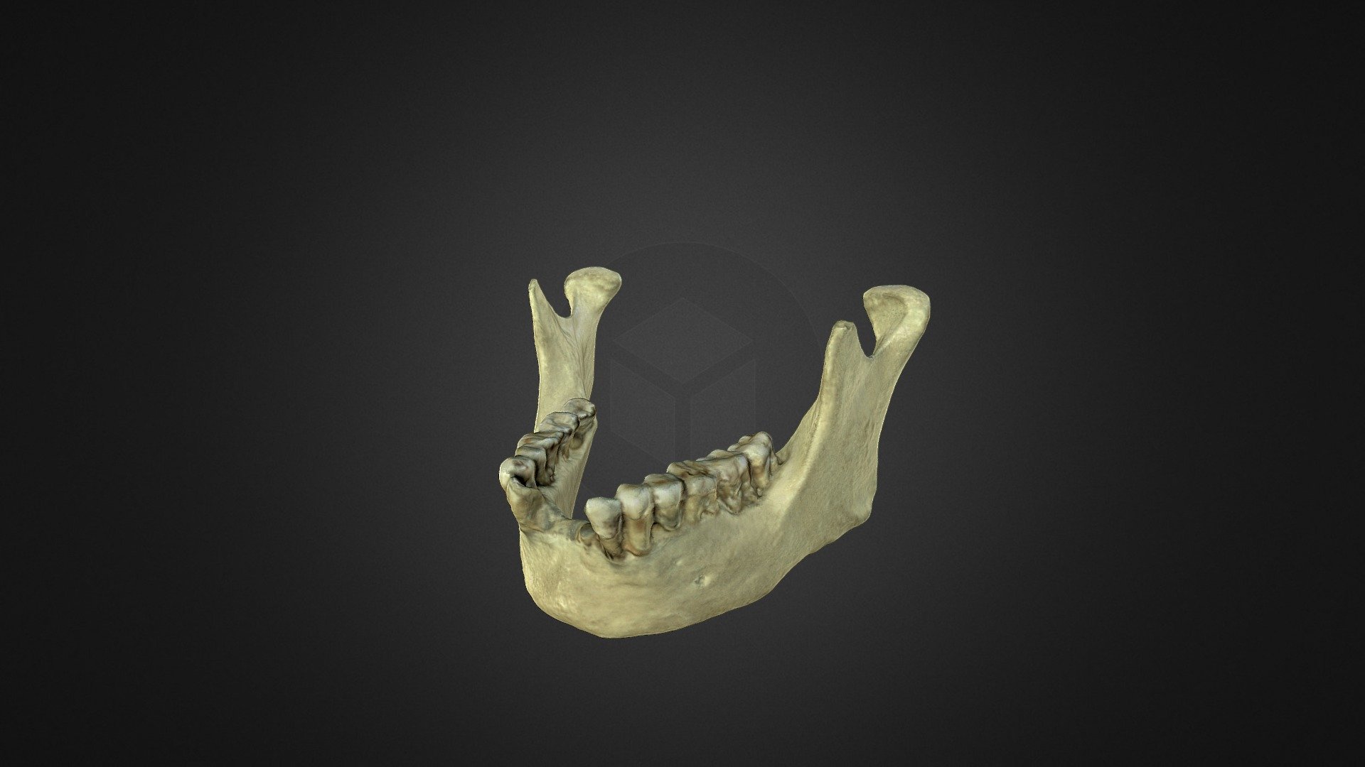 Human Mandible - 3D model by aellis43 [c38d135] - Sketchfab