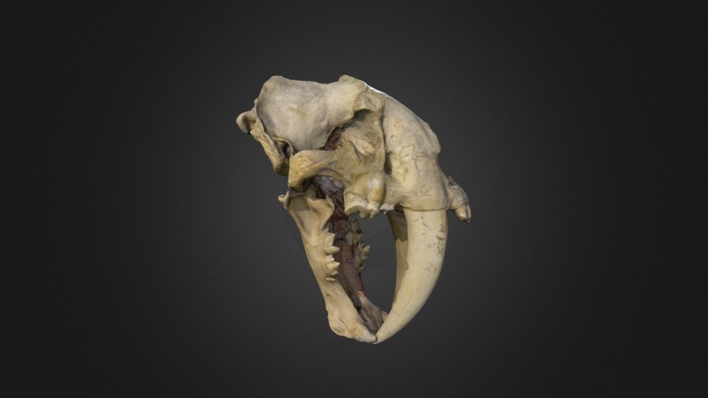 Saber Tooth Photogrammetry Low - 3D model by 3DLab MfNBerlin (@VisLab ...