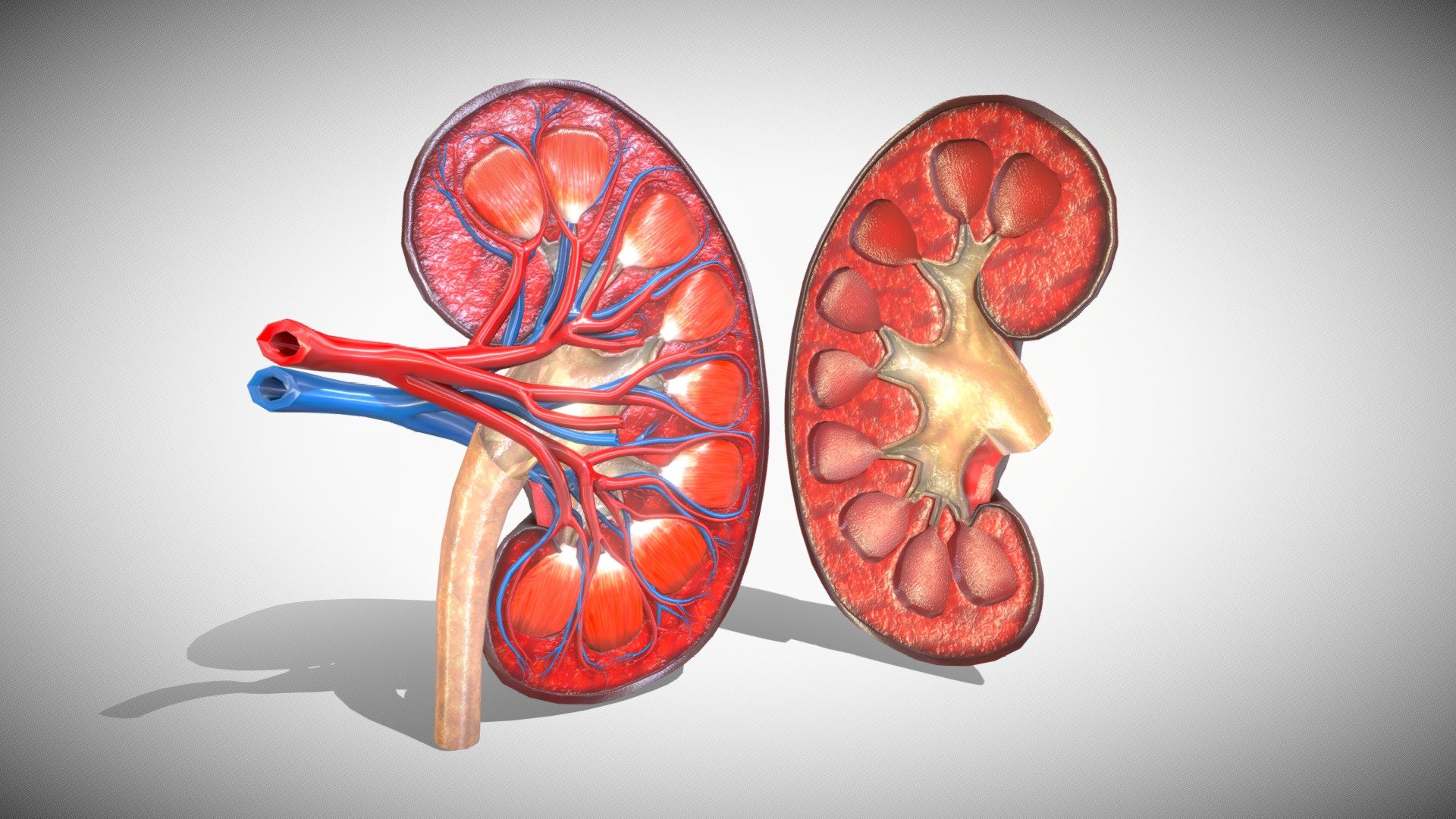 Kidney Anatomy 3D - Buy Royalty Free 3D model by 3D4SCI [c391fd0 ...