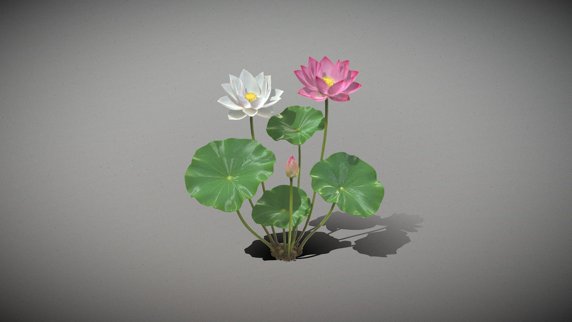 Dual Color Lotus Cluster _B - Download Free 3D model by Galaxy Abundant ...