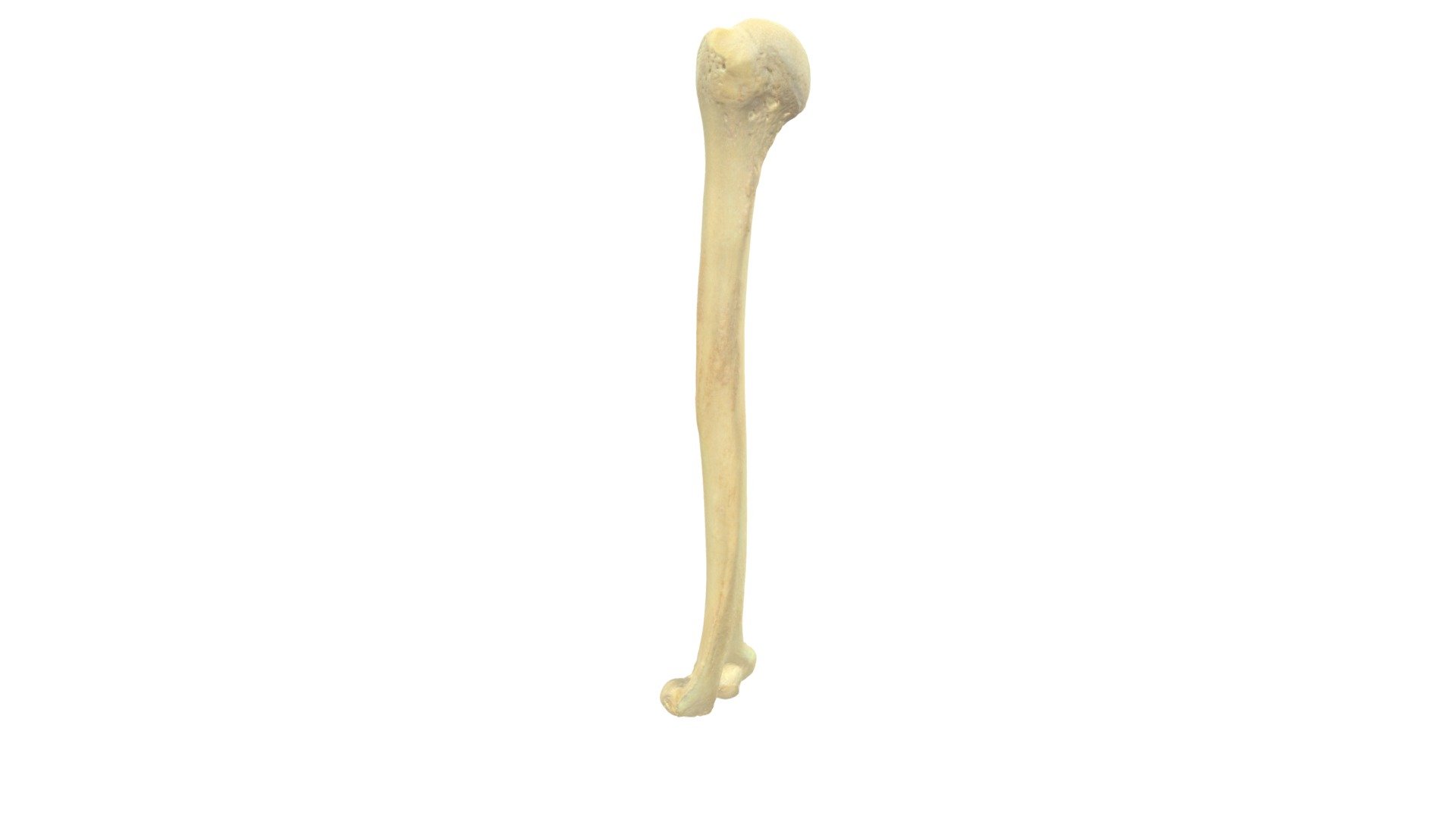Humerus L - proximale epifyse-met annotaties - 3D model by Universiteit ...