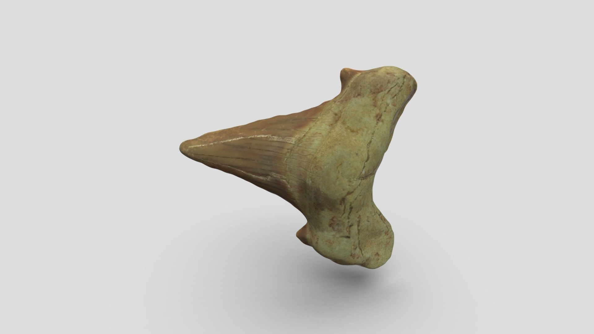 Fossil Shark tooth - Buy Royalty Free 3D model by PeterFalkingham ...