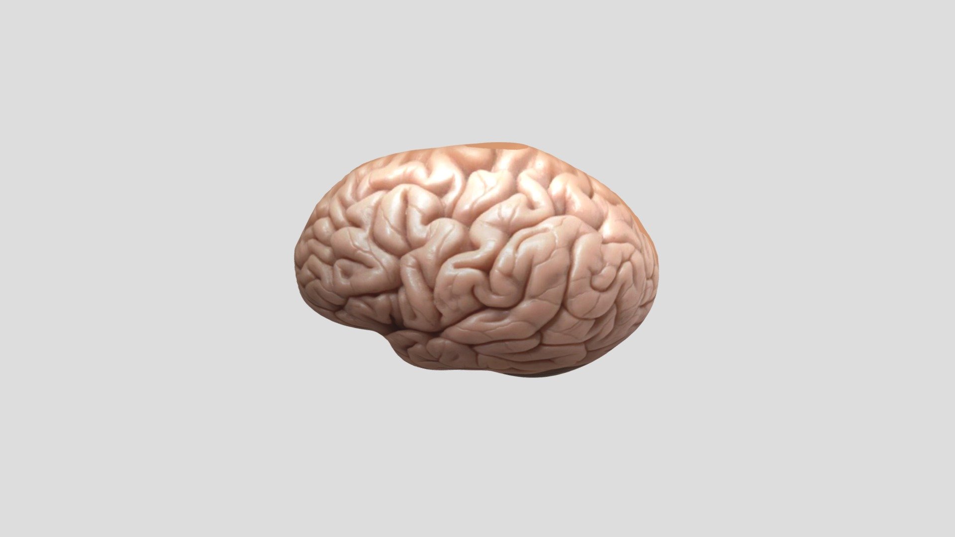 Otak - Download Free 3D model by rizkiirwanto [c3a8fd4] - Sketchfab