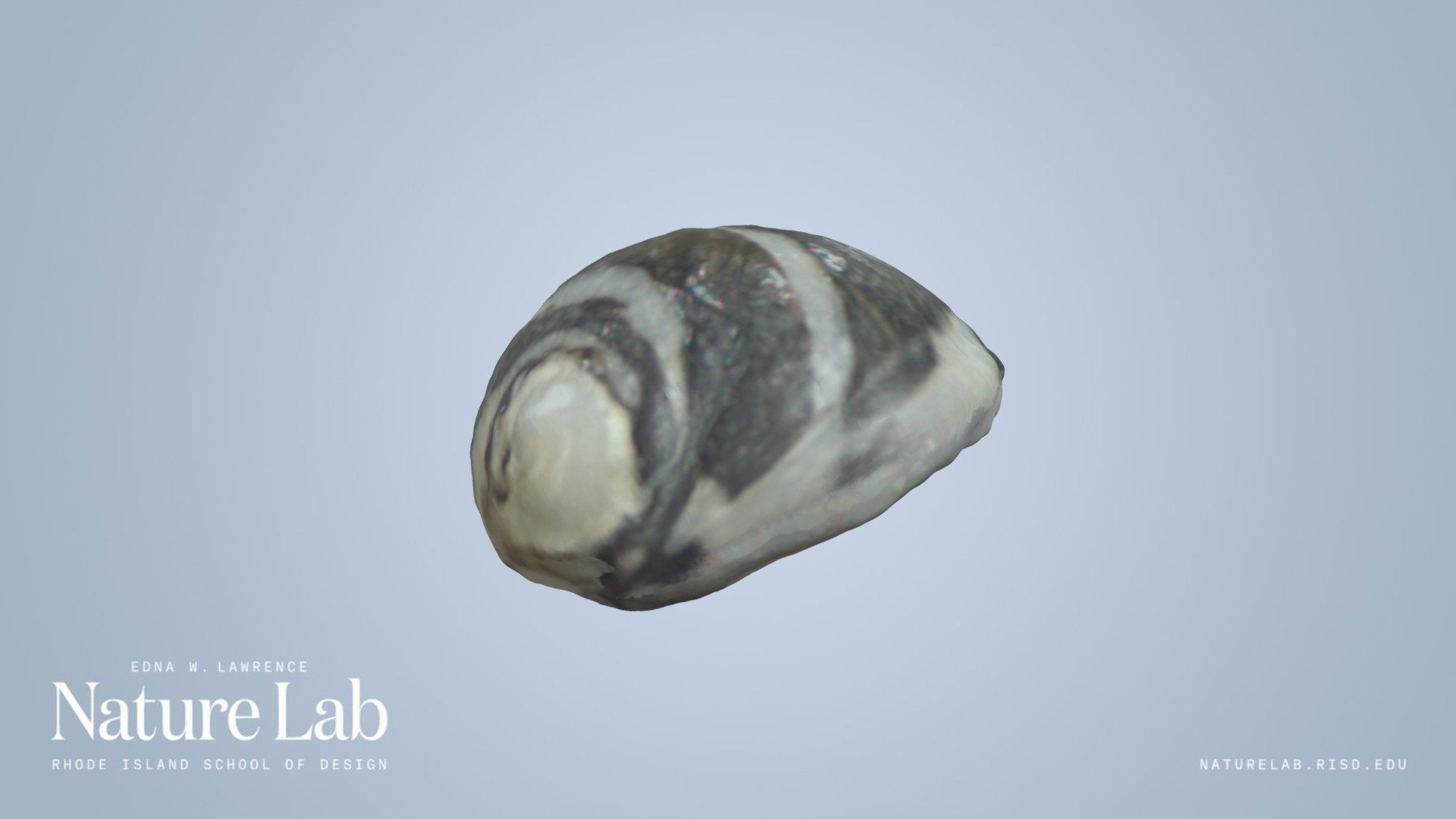 Black and White Nerite Shell - Download Free 3D model by RISD Nature ...