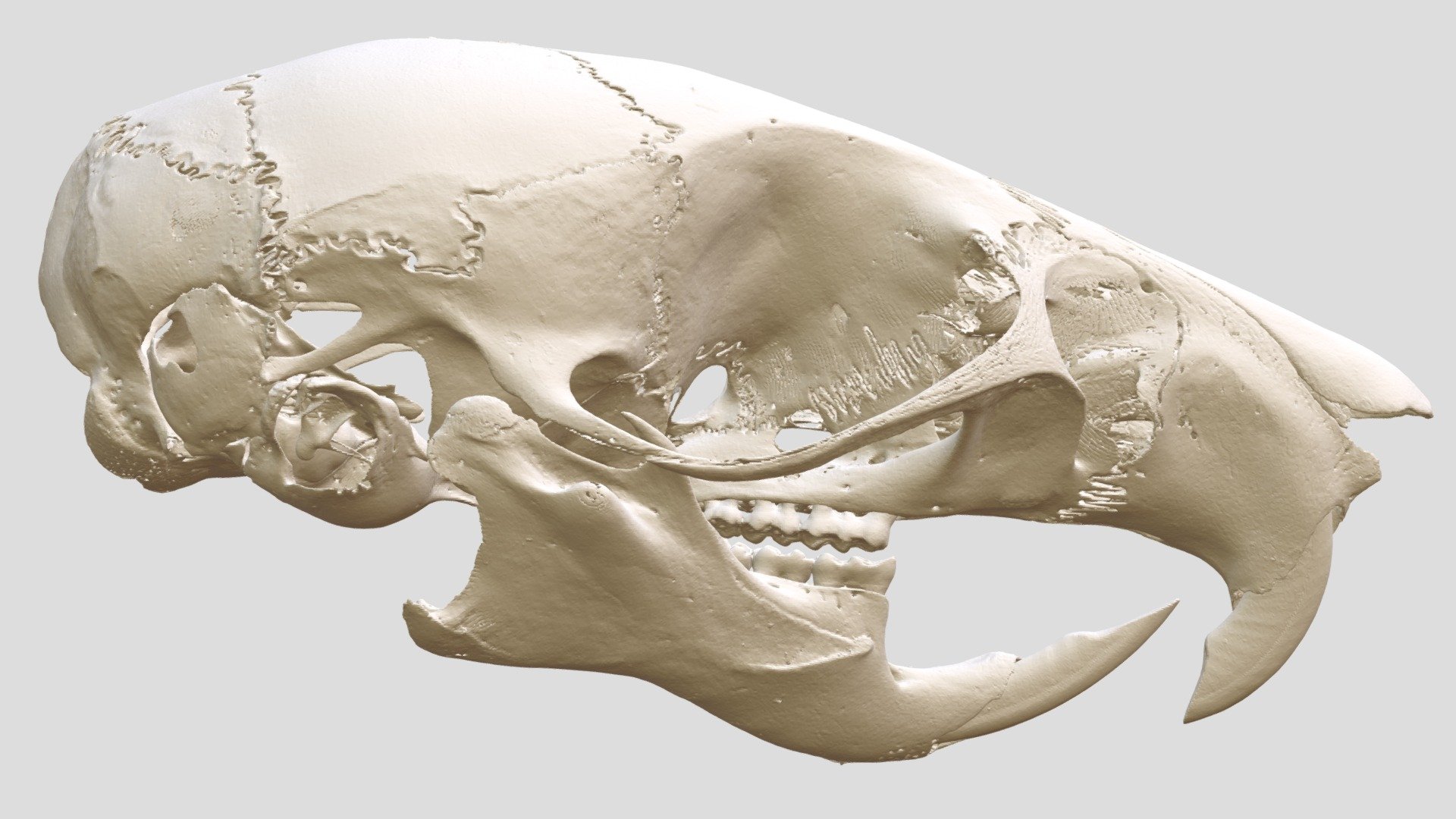 Oligoryzomys microtis (MSB:Mamm:56333) - 3D model by Biodiversity ...