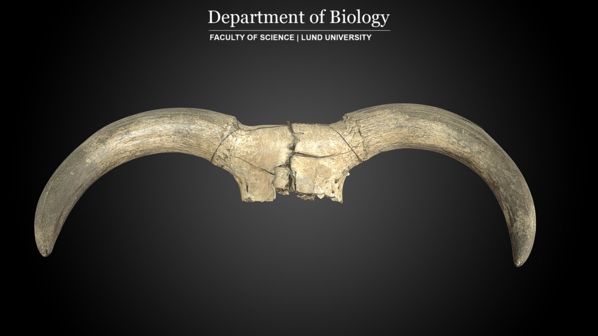 Cranium of Aurochs (Bos primigenius) - 3D model by 3D Lab - Department ...