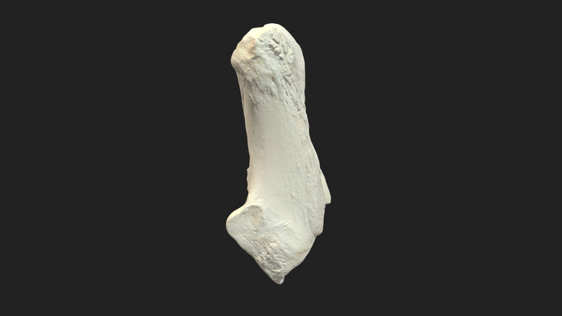 heel bone (calcaneus) cow - Download Free 3D model by vetanatMunich ...