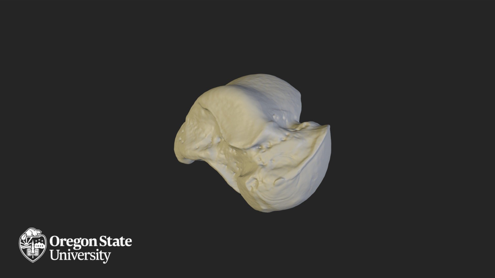 Talus - Download Free 3D model by Oregon State University | Ecampus ...