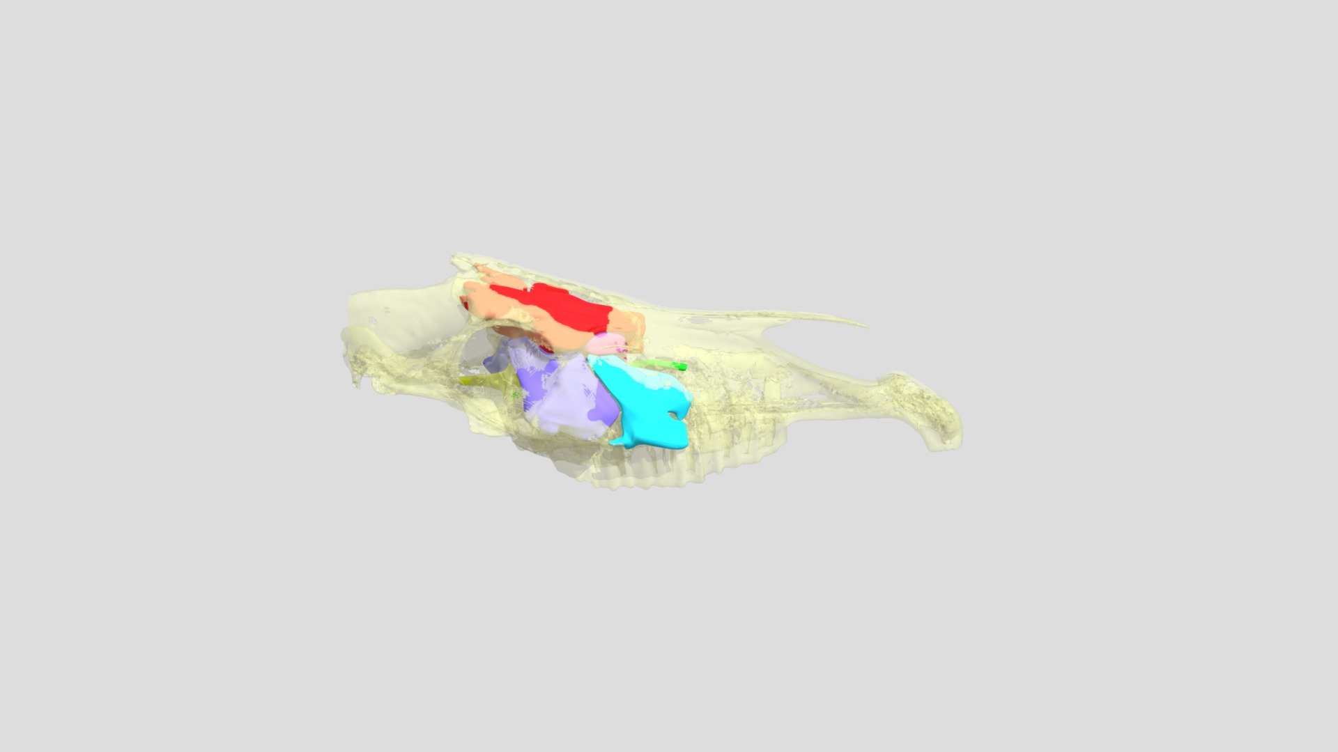 Half Skull Textured2 - 3D model by mfaizrhmn_student [c3d2f57] - Sketchfab
