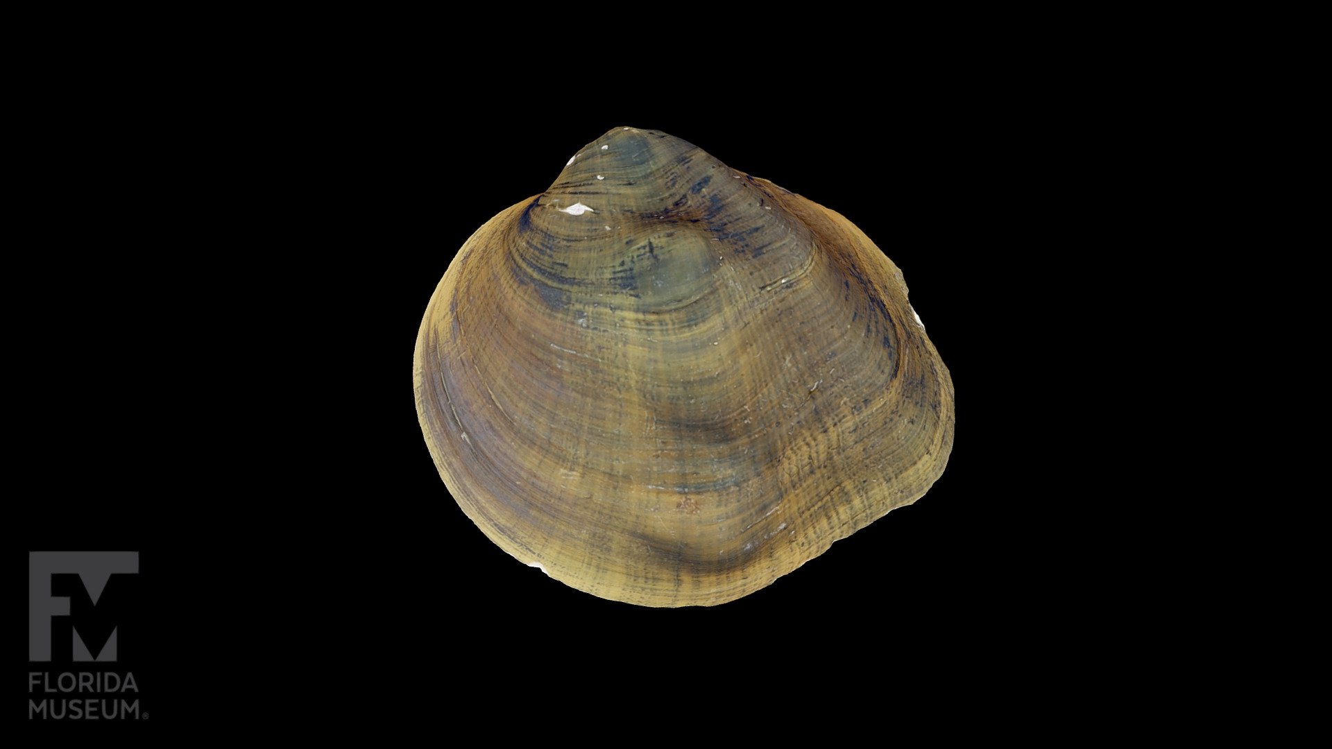 Threehorn wartyback - Freshwater Mussel - 3D model by FloridaMuseum ...