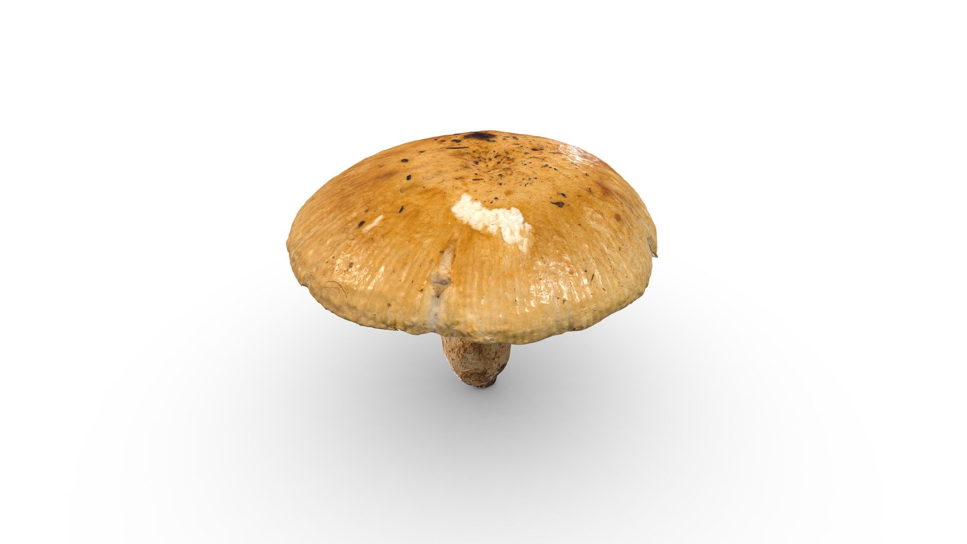 Mushroom with a Big Cap - 3D model by RawCatalog.com (@rawcatalog ...