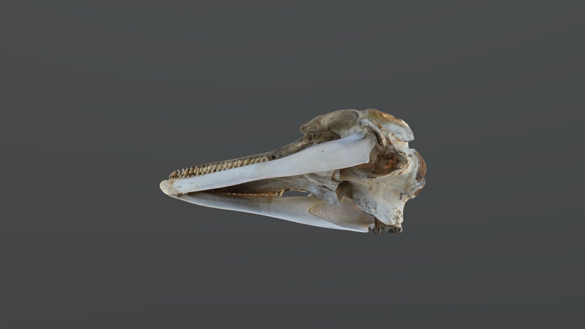 Dolphin Skull - 3D model by Scuba.Tech (@scubatech) [c3def5e] - Sketchfab
