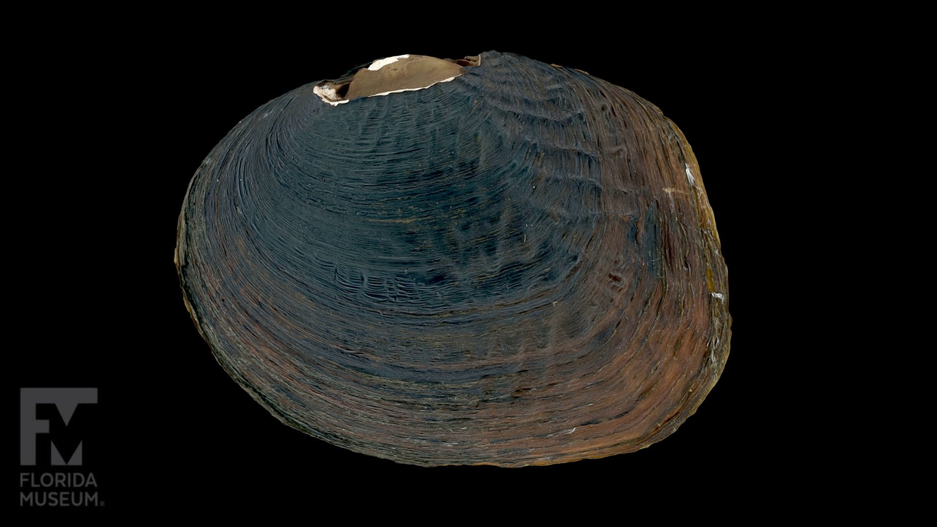 Florida Mapleleaf - Freshwater Mussel - 3D model by FloridaMuseum ...