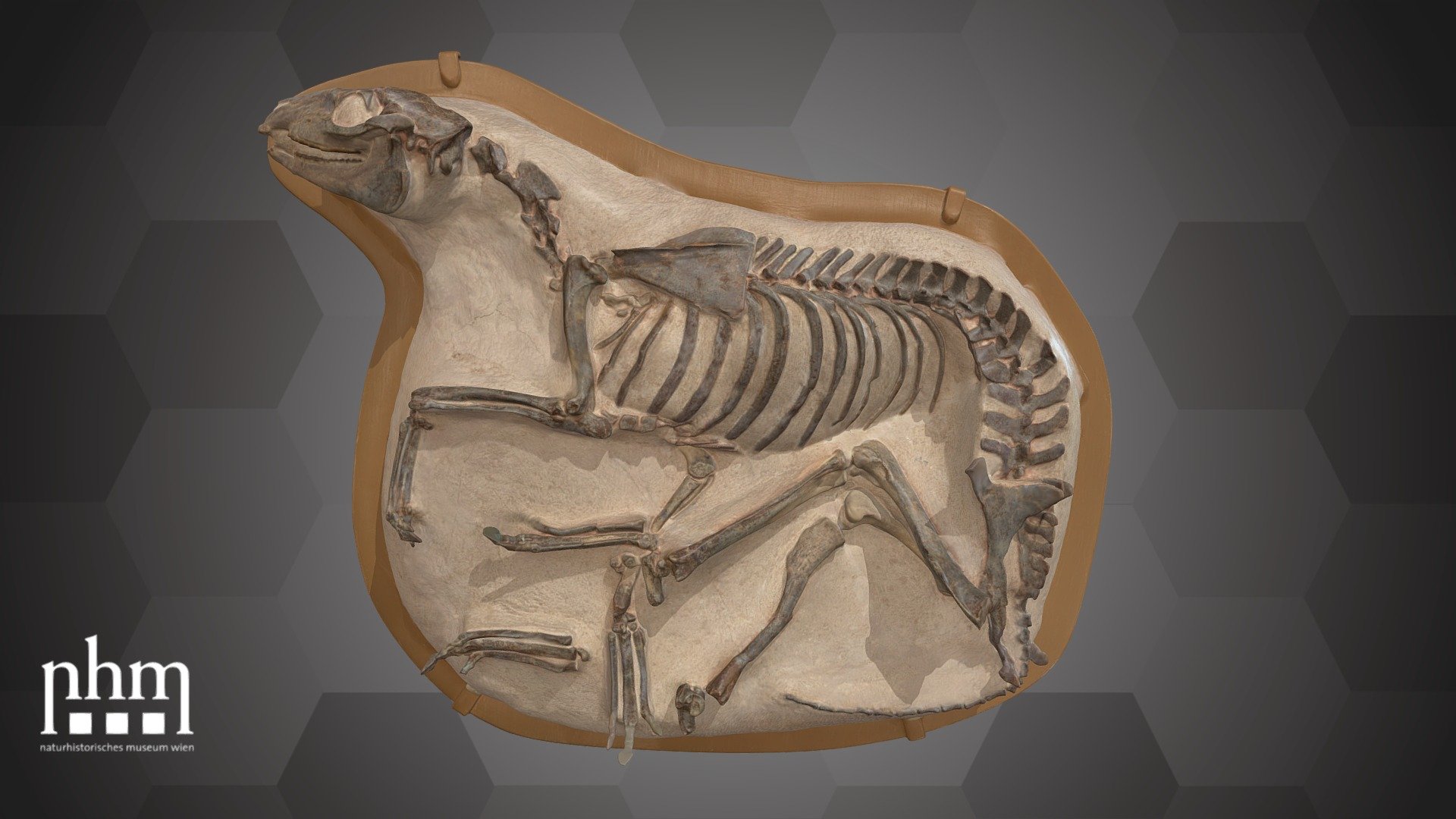 Primeval Horse (NHMW-GEO-1995/0077/0001) - Download Free 3D model by ...