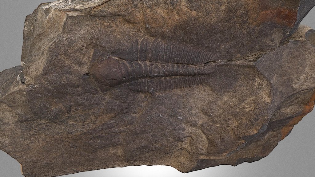 “Paradoxides Bohemicus” trilobite - Download Free 3D model by Virtual ...