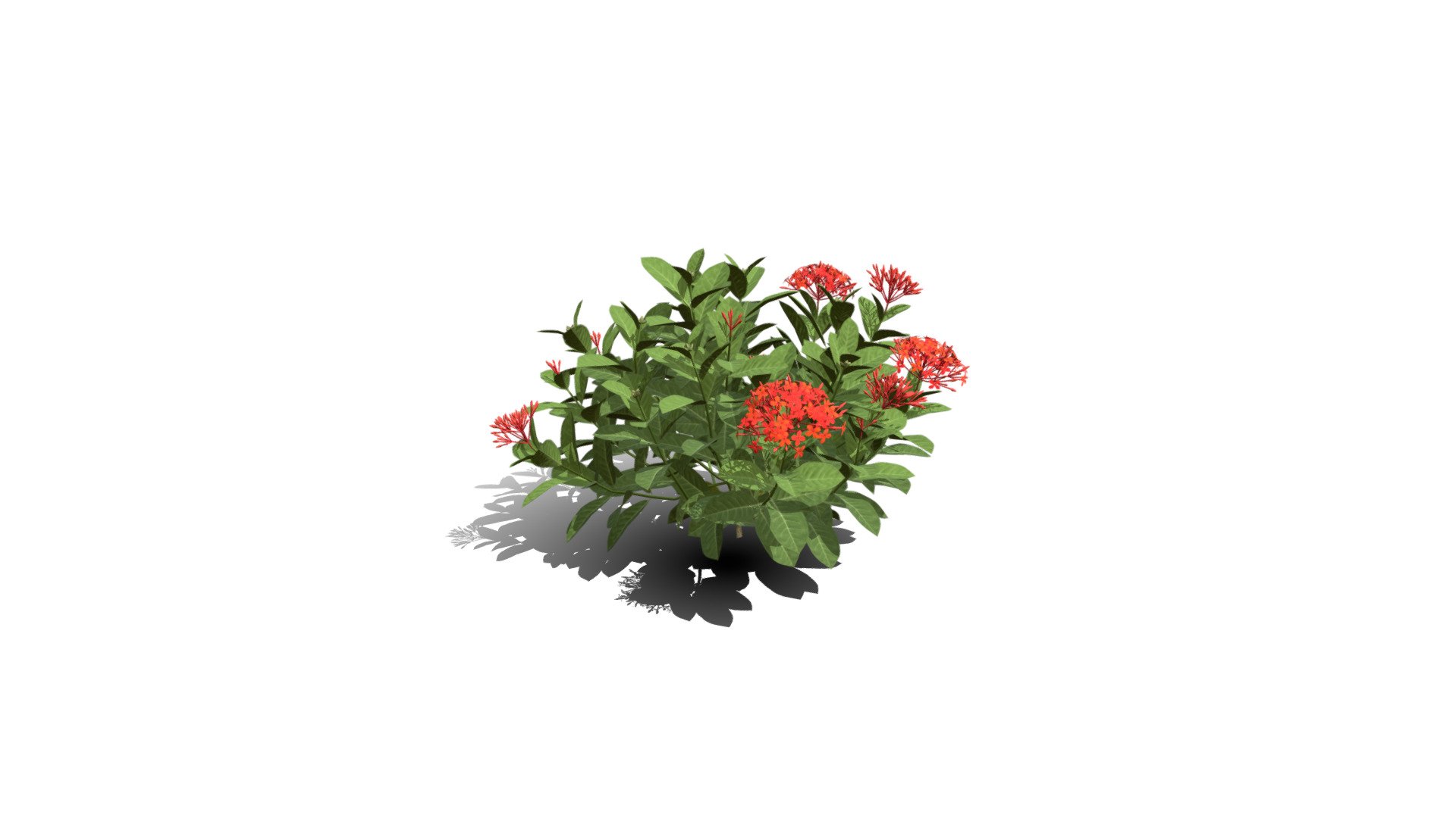Realistic HD Chinese jungle geranium (1/10) - Download Free 3D model by ...
