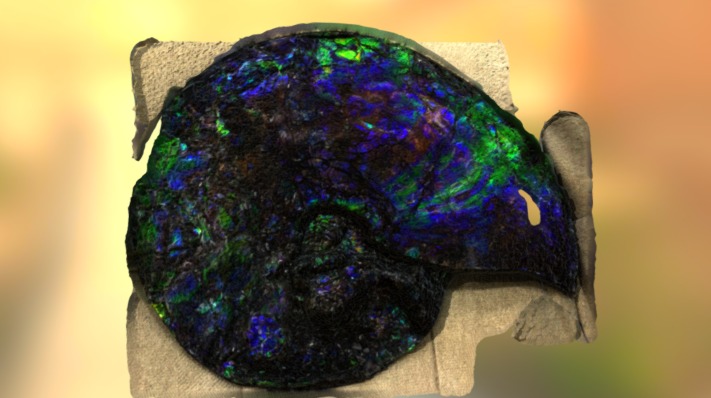 Fossil Ammolite Ammonite I - Download Free 3D model by Free 3D Models ...