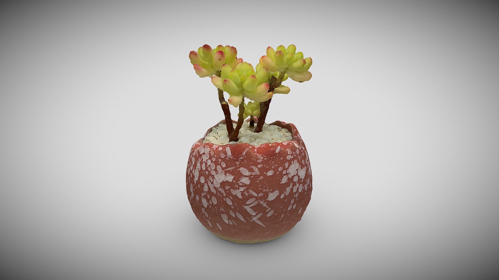 succulent plants3 - 3D model by Wiga [c3eb796] - Sketchfab