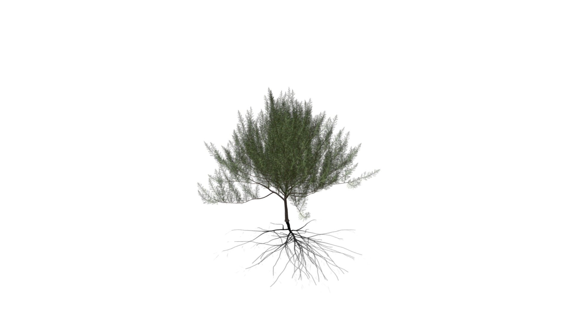 Realistic HD French tamarisk (17/20) - Download Free 3D model by ...