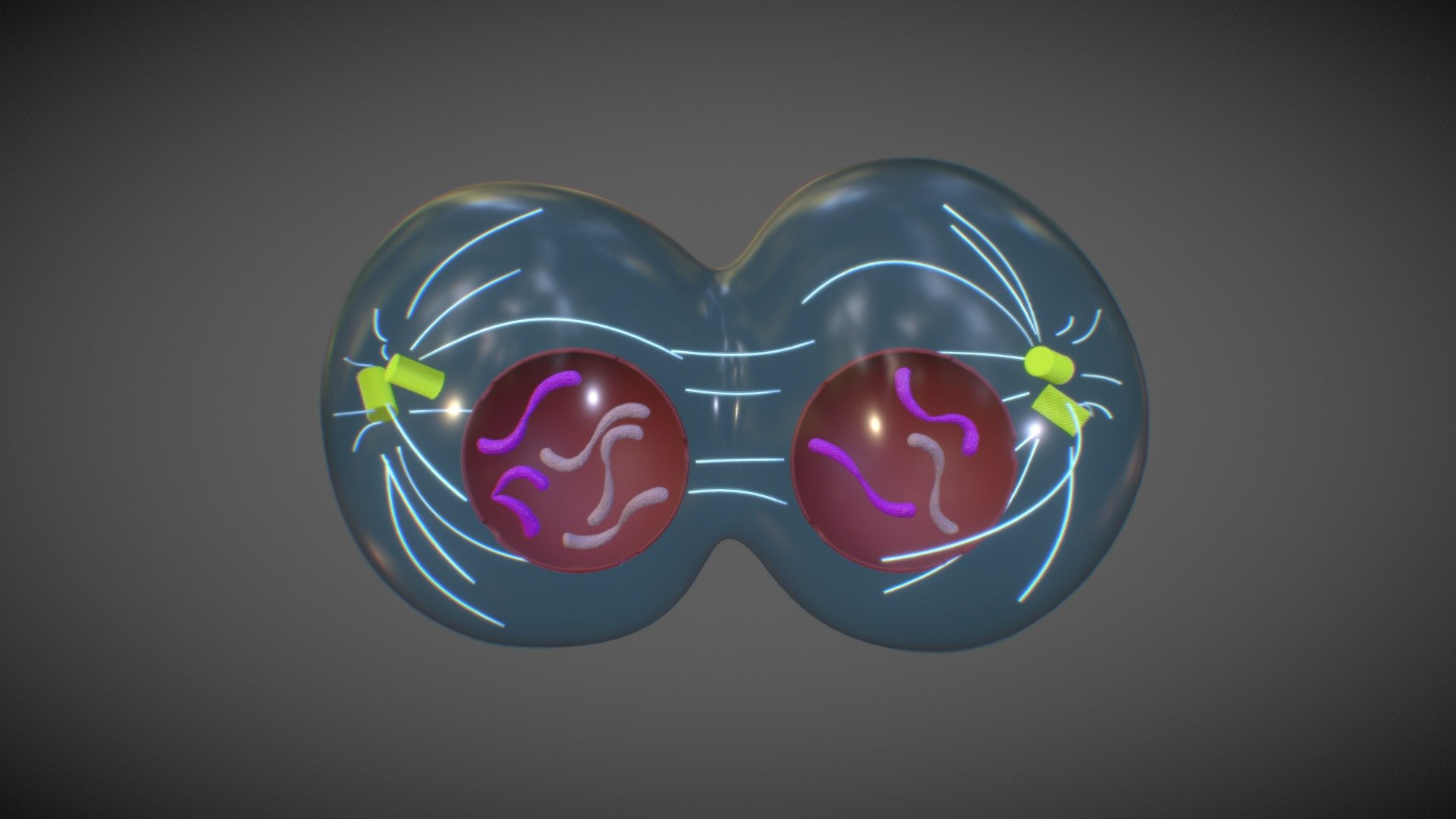 Mitosis - Fase 6 B - 3D model by Rody Artigas Silva (@Dr.Rody.Artigas ...