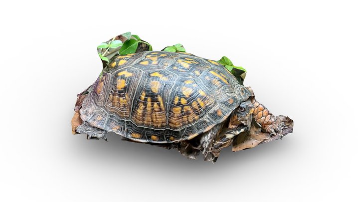 Box-turtle 3D models - Sketchfab