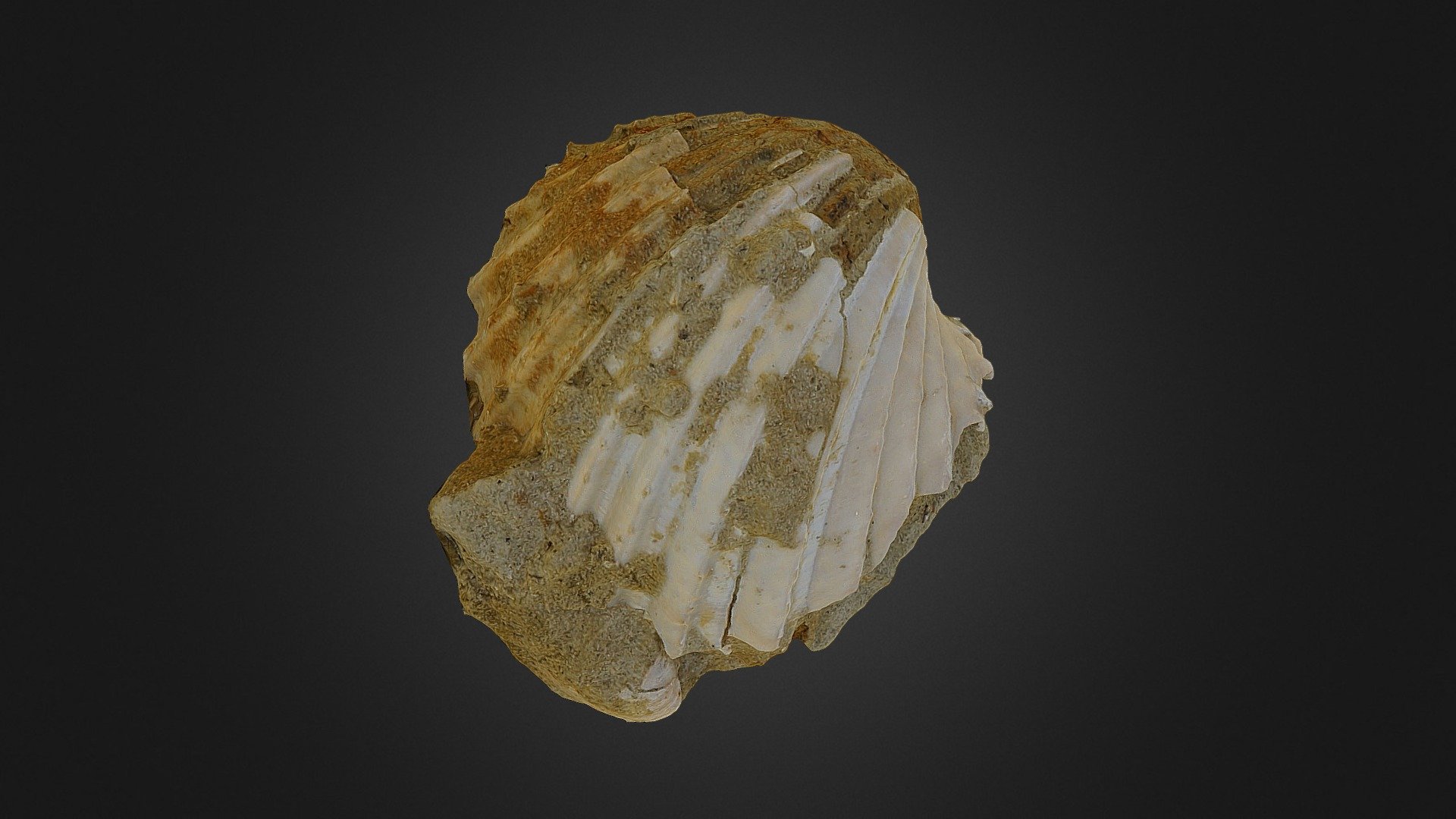 Procardium diluvianum (Lamarck, 1819) † - 3D model by Elio Lippolis ...