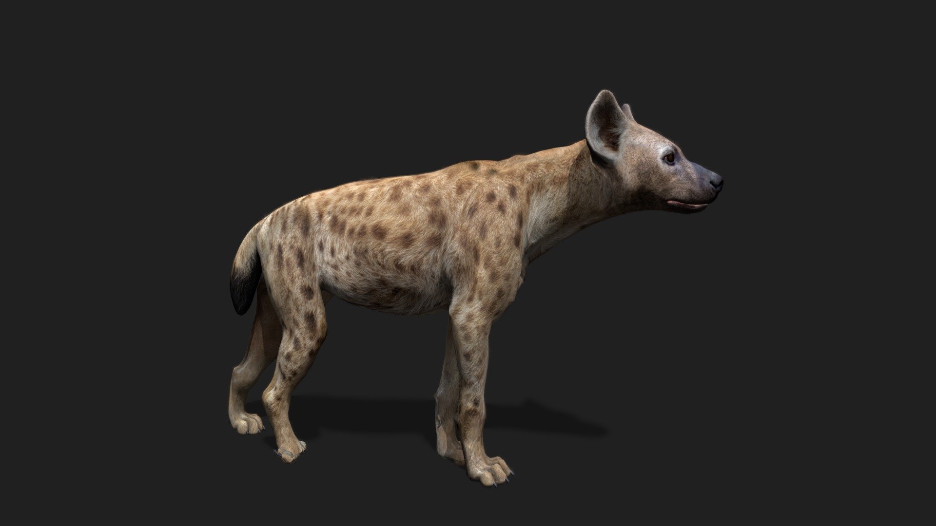 Hyena (Demo Free Download) - Download Free 3D model by WildMesh 3D ...