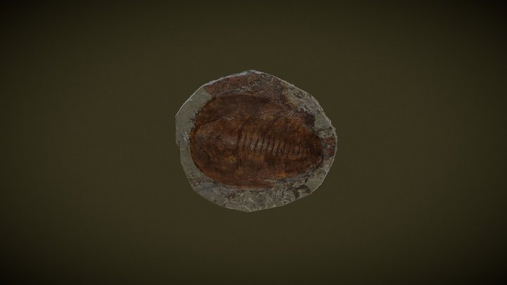 Paradoxides 3D models - Sketchfab