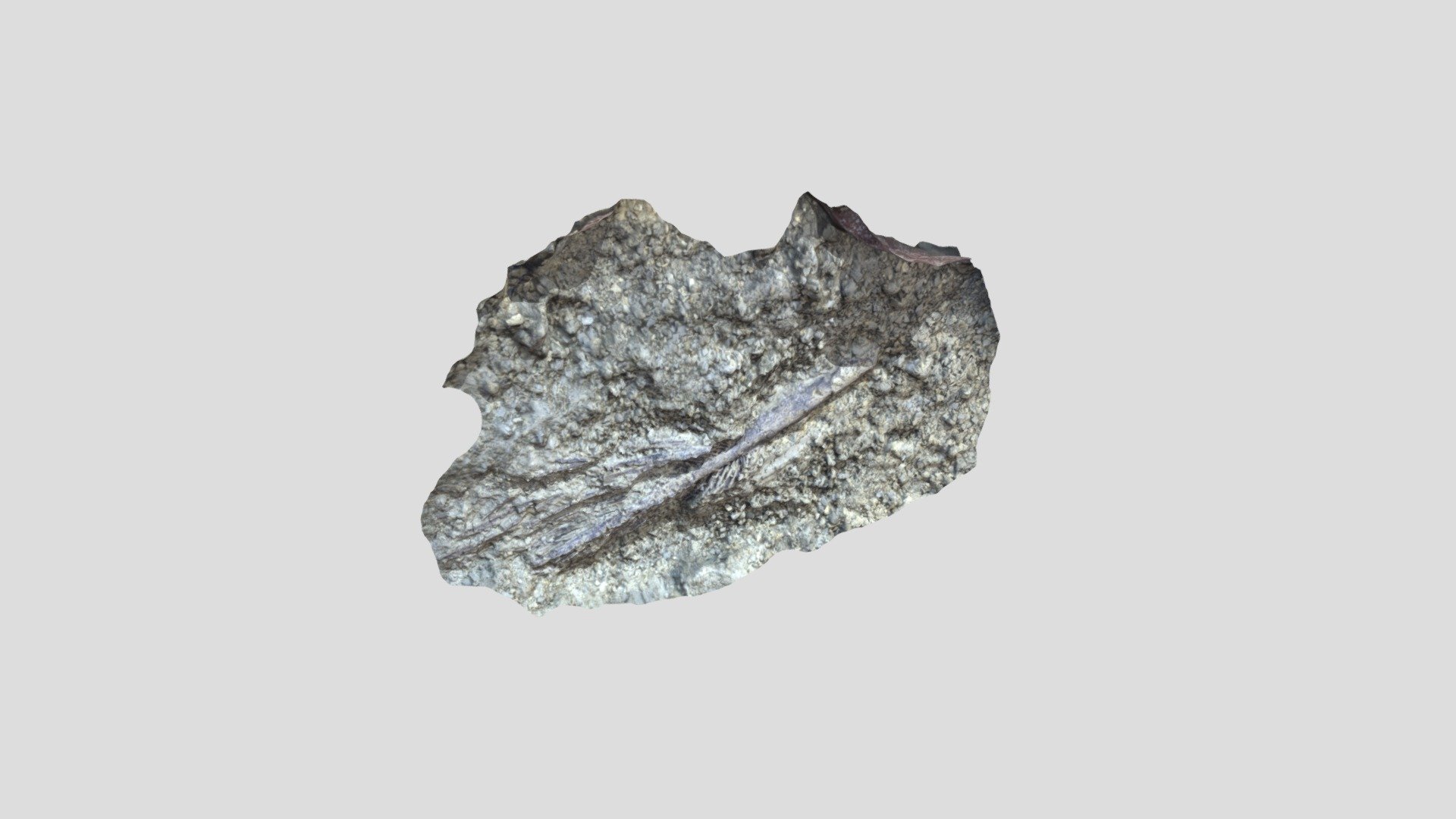 Palm Frond Simplified 3d Mesh - 3D model by taphonomy [c41907d] - Sketchfab