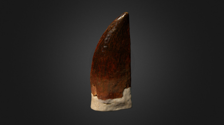Abelisaurid Tooth - 3D model by Olof Moleman (@lordtrilobite) [c41eed7 ...