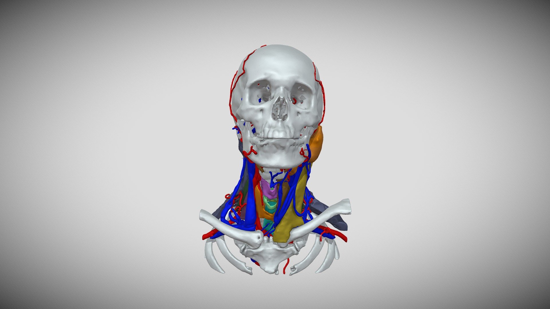 3D model of head and neck - 3D model by mitani.sohei3 [c4219dd] - Sketchfab