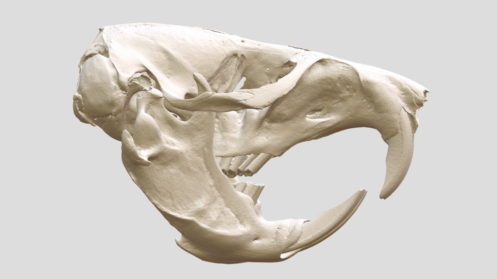 Geomys knoxjonesi (MSB:Mamm:270888) - 3D model by Biodiversity [c423b67 ...