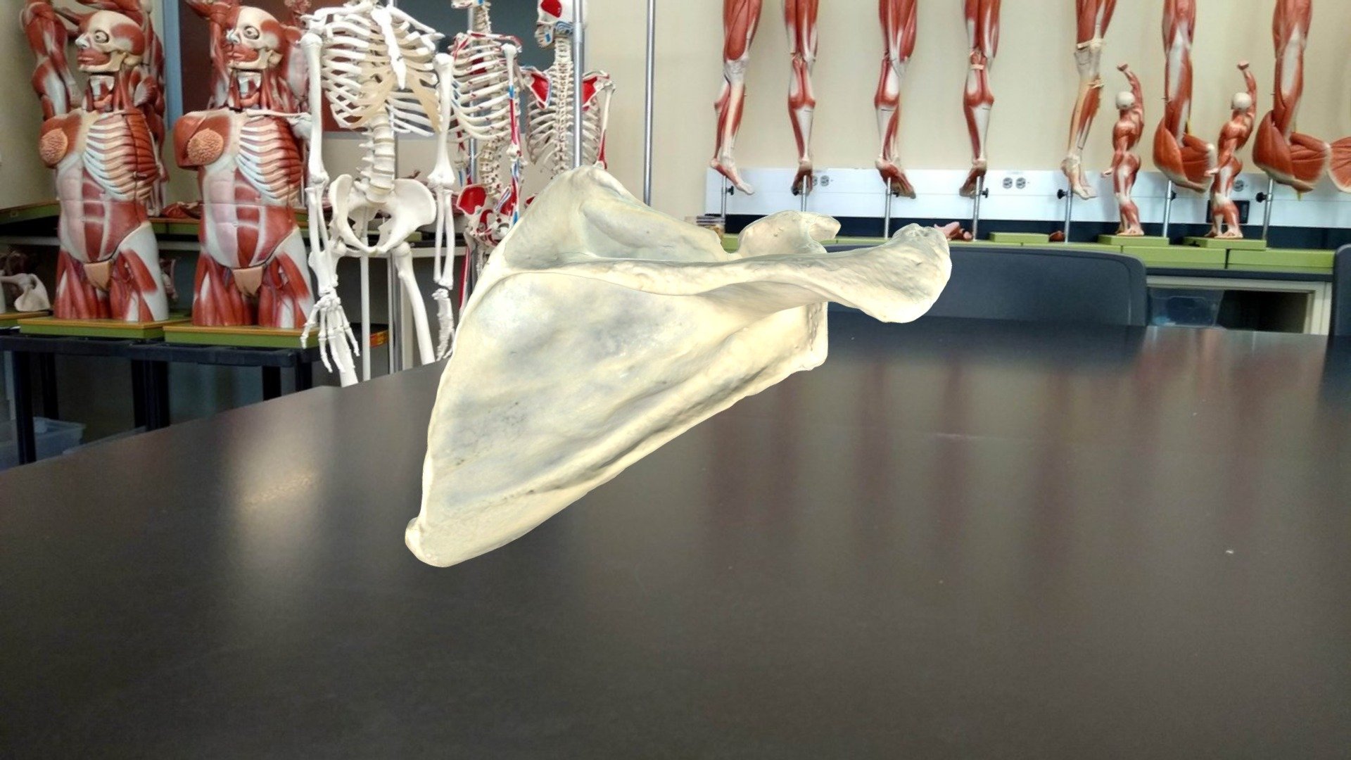Scapula - 3D model by Dr. Alex Cheroske (@aquaman27) [c42464b] - Sketchfab