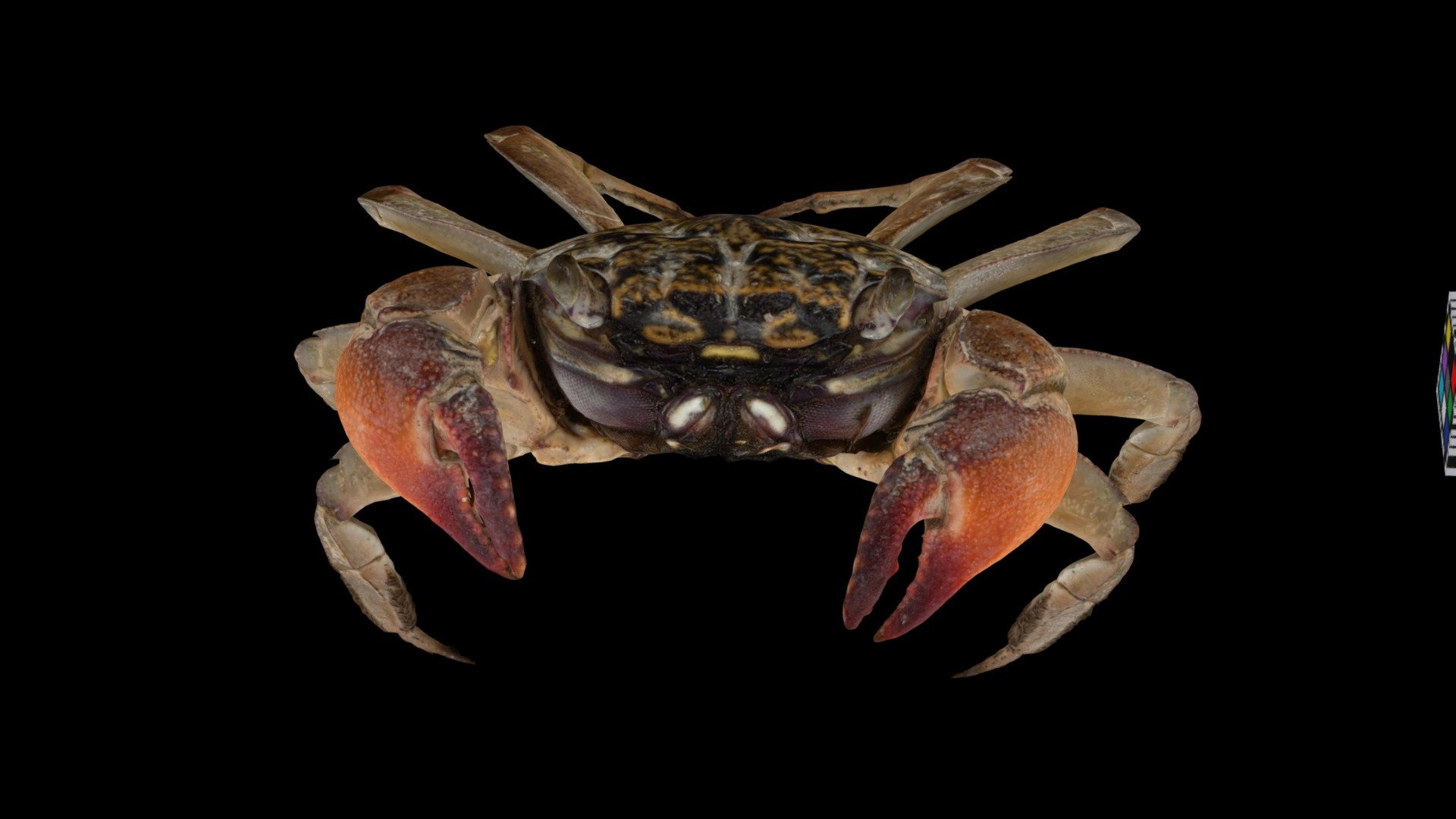 クシテガニ ♂ Mudflat Crab, Parasesarma affine - Download Free 3D model by ...