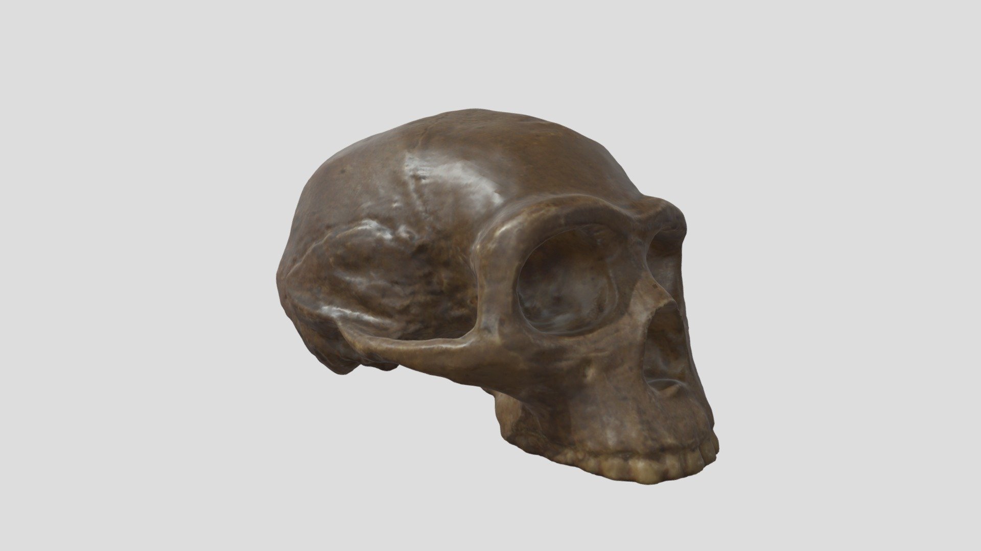 Homo erectus (Sinanthrope de Pékin) - Download Free 3D model by Service ...