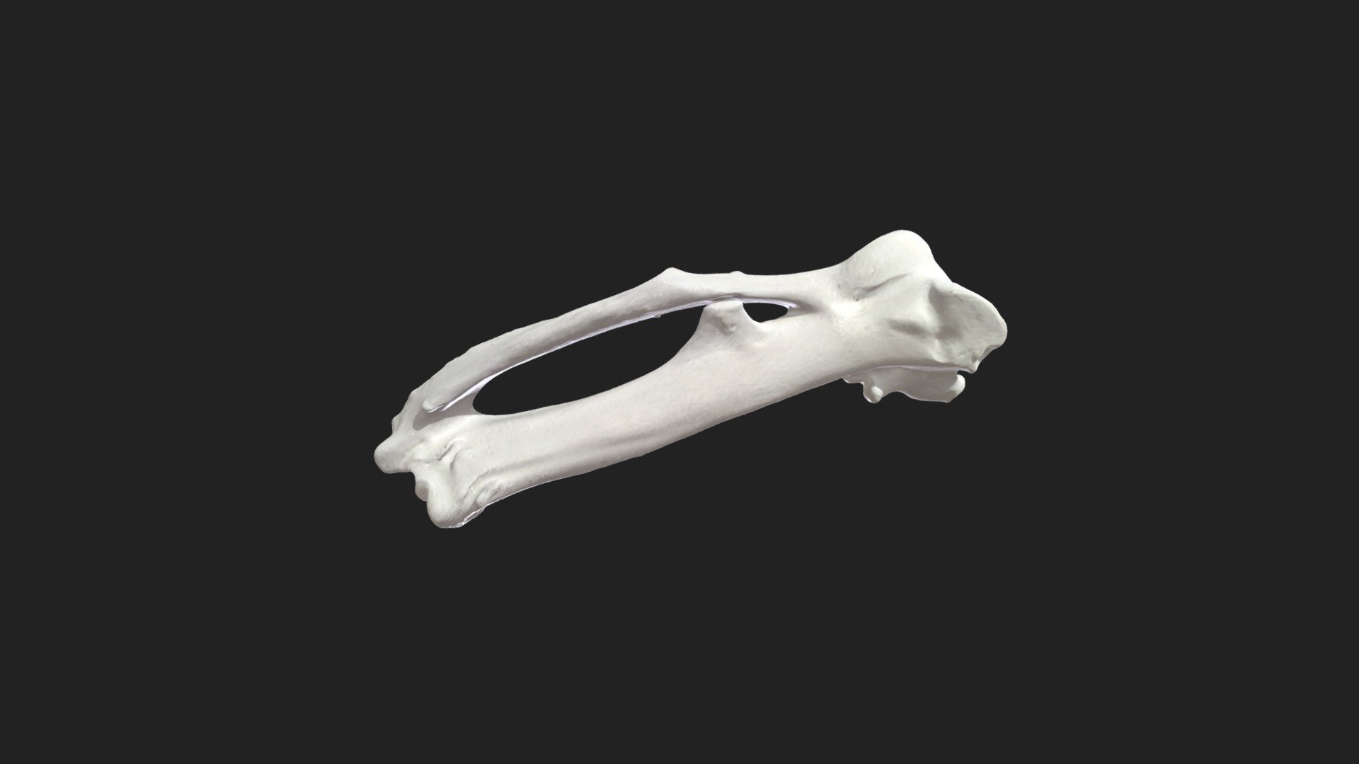 left carpometacarpals chicken - 3D model by vetanatMunich [c430d0e ...