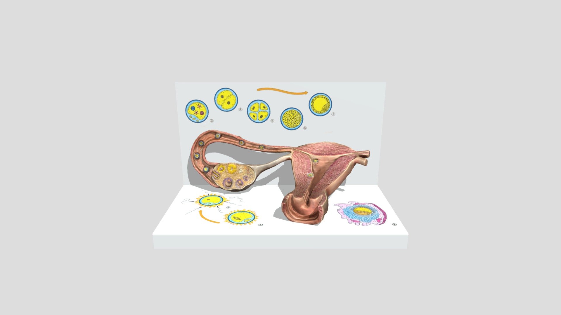 Ovulation and Fertilization - 3D model by virtual_lab [c4311f7] - Sketchfab