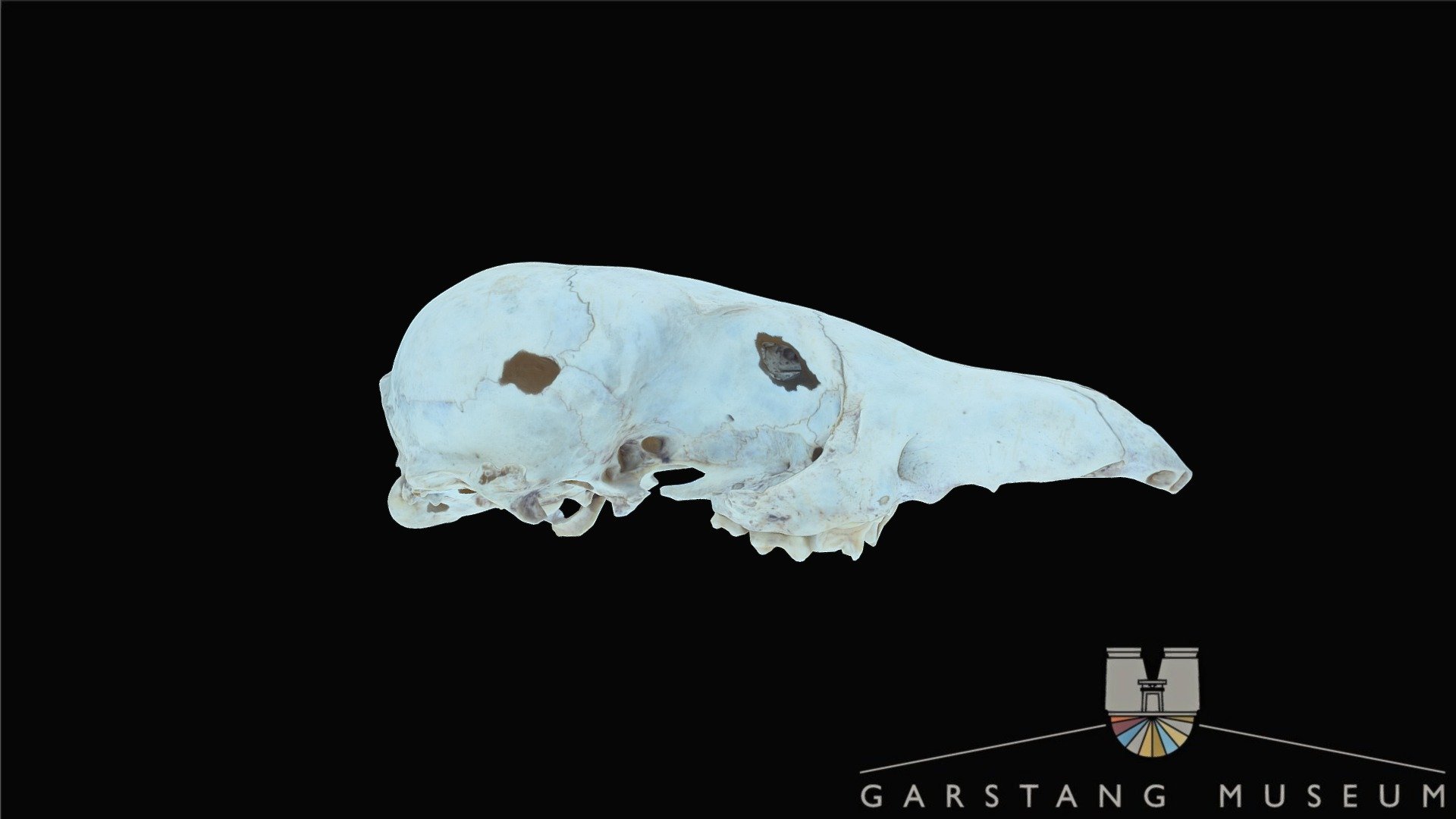 Fox Cranium - 3D model by Garstang Museum of Archaeology (@garstang ...
