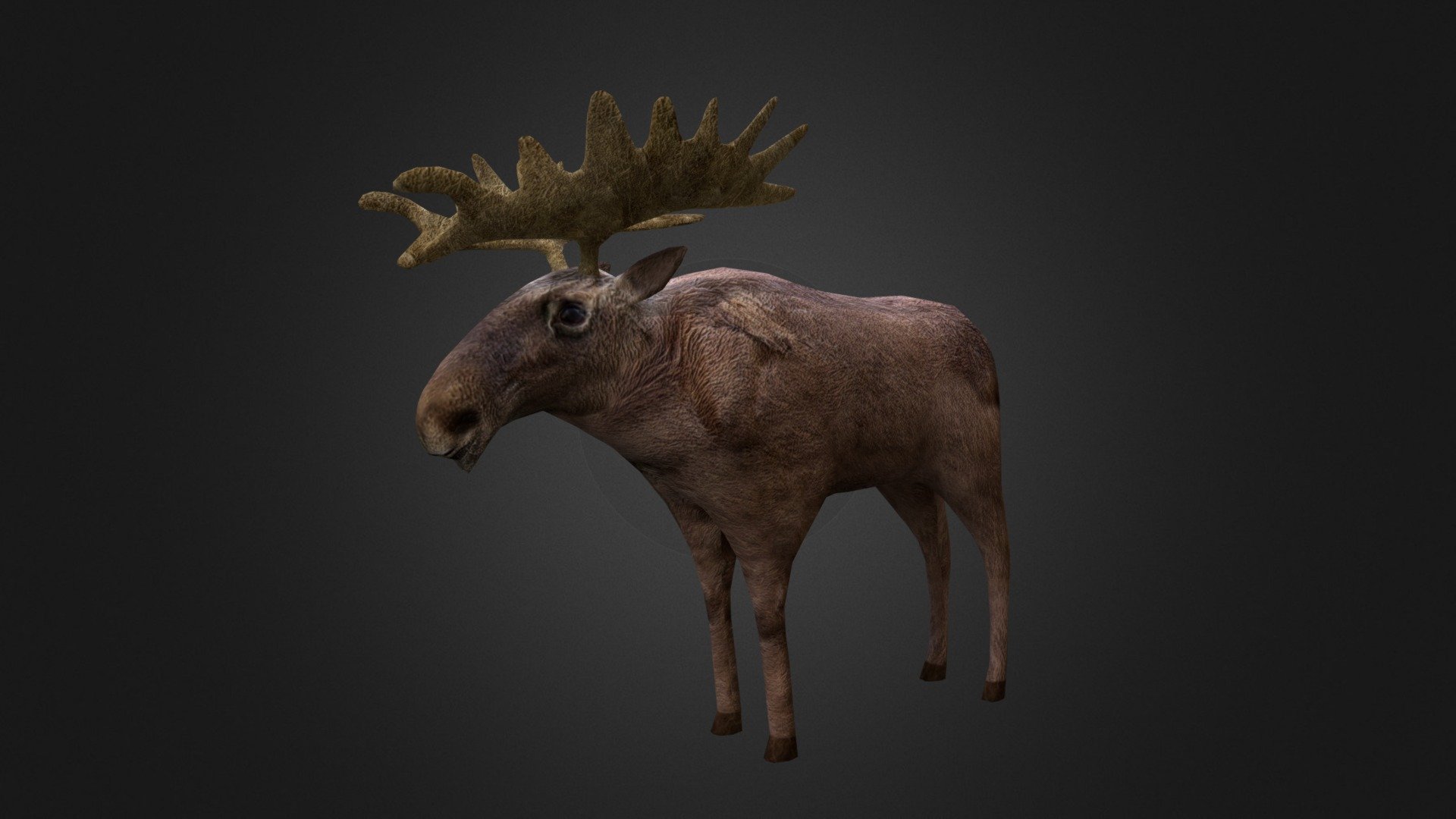 Moose - 3D model by Ondřej Vališ (@throy) [c43bf8b] - Sketchfab