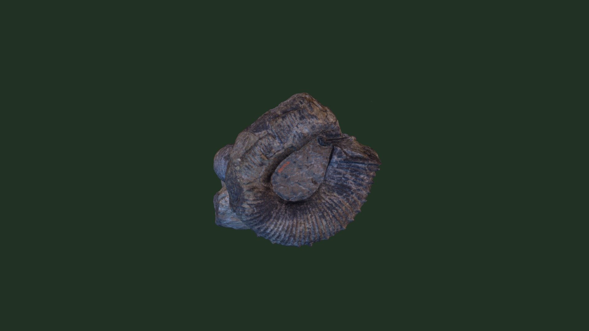 プラビトセラス シグモイダーレ Pravitoceras sigmoidale (part 2) - Download Free 3D ...