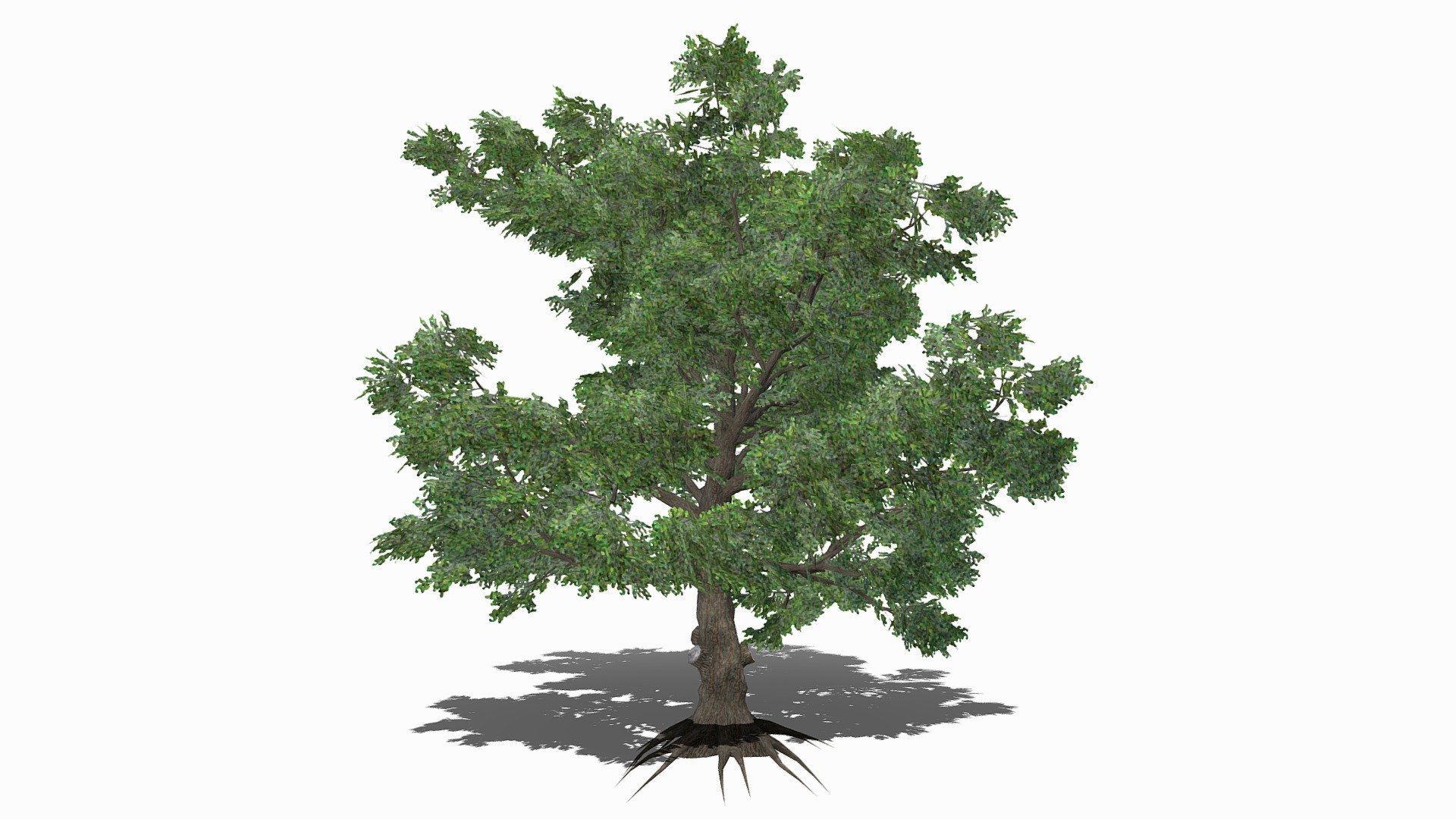 White Oak Tree - Buy Royalty Free 3D model by Studio Lab (@studiolab ...