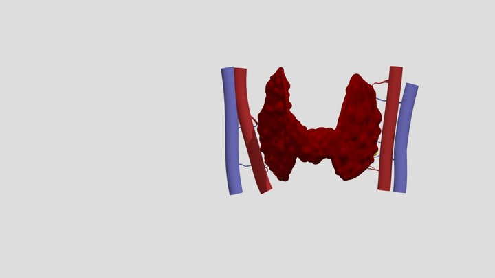 Thyroid 3D models - Sketchfab